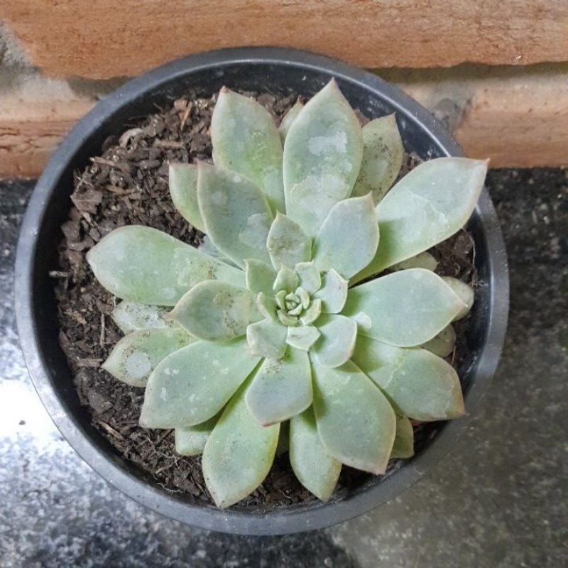 Echeveria Pampa Pote 11 - Suculentas Holambra