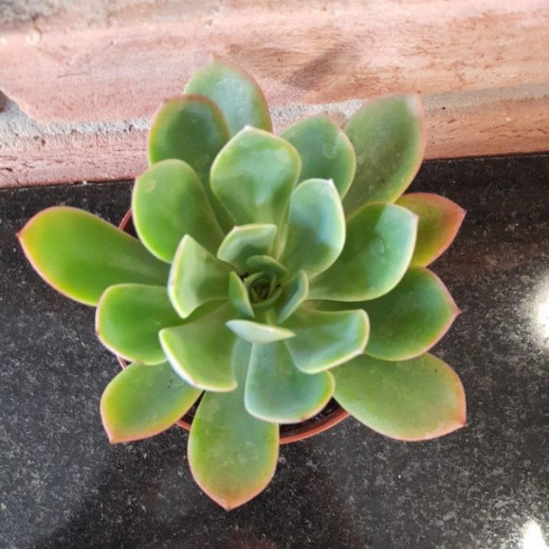 Echeveria Luella Pote 11 - Suculentas Holambra