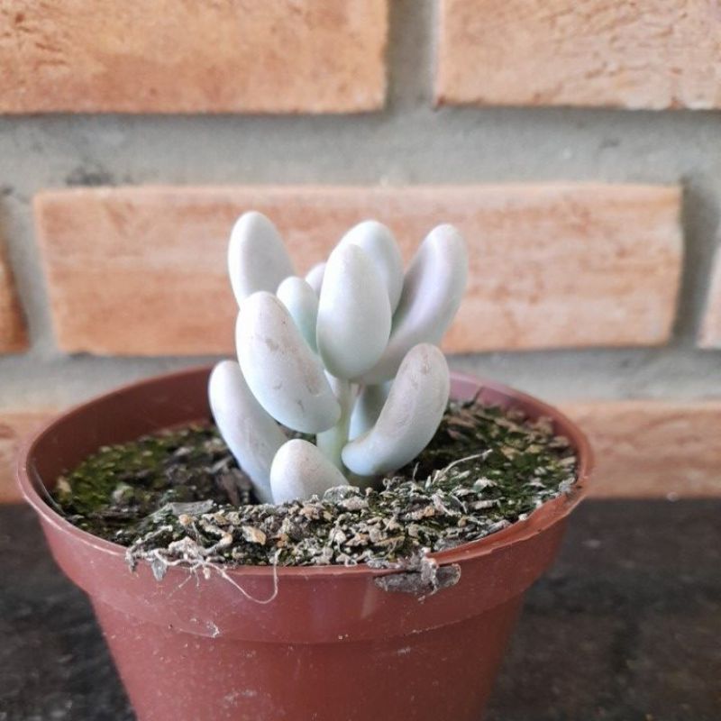 Sedum Craigii Pote 11 - Suculentas Holambra