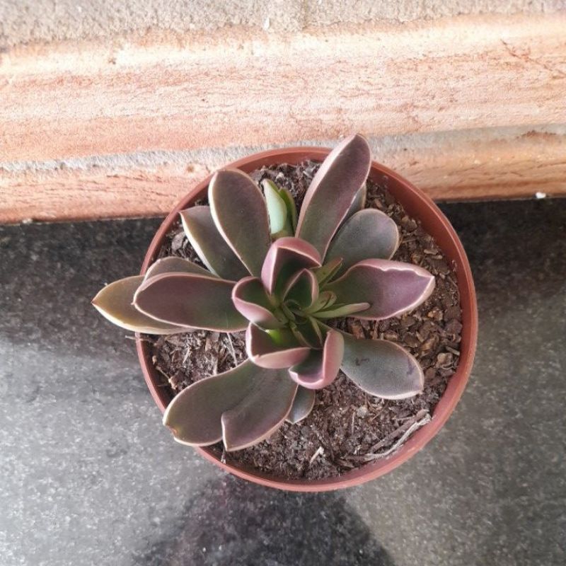 Echeveria Racemosa Pote 11 - Suculentas Holambra