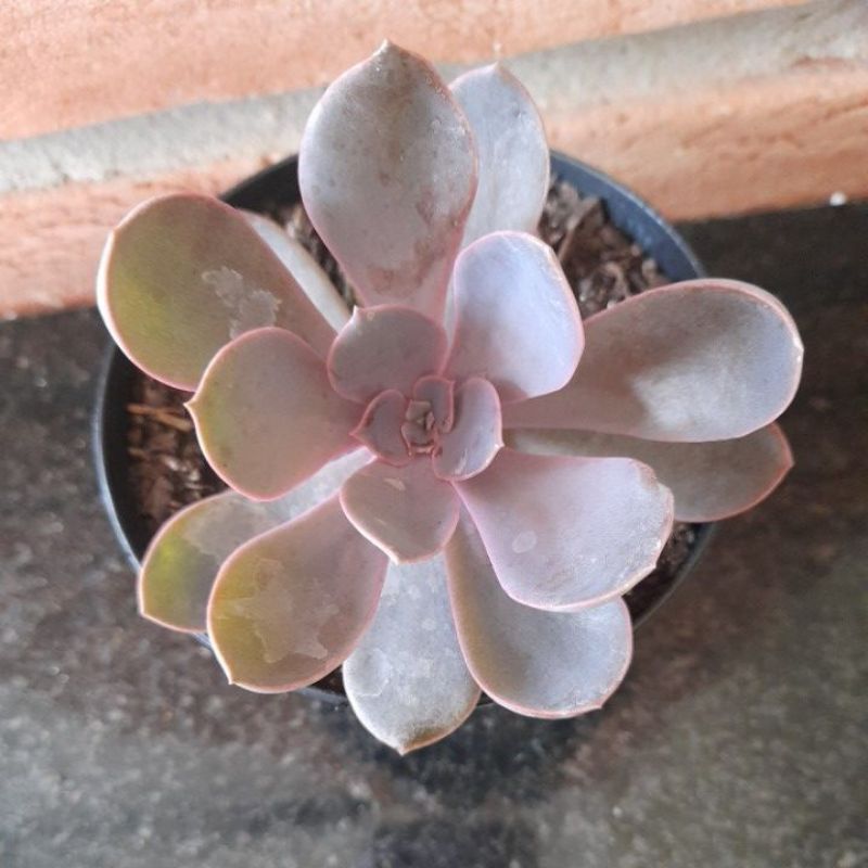 Echeveria Linn Pote 11 - Suculentas Holambra