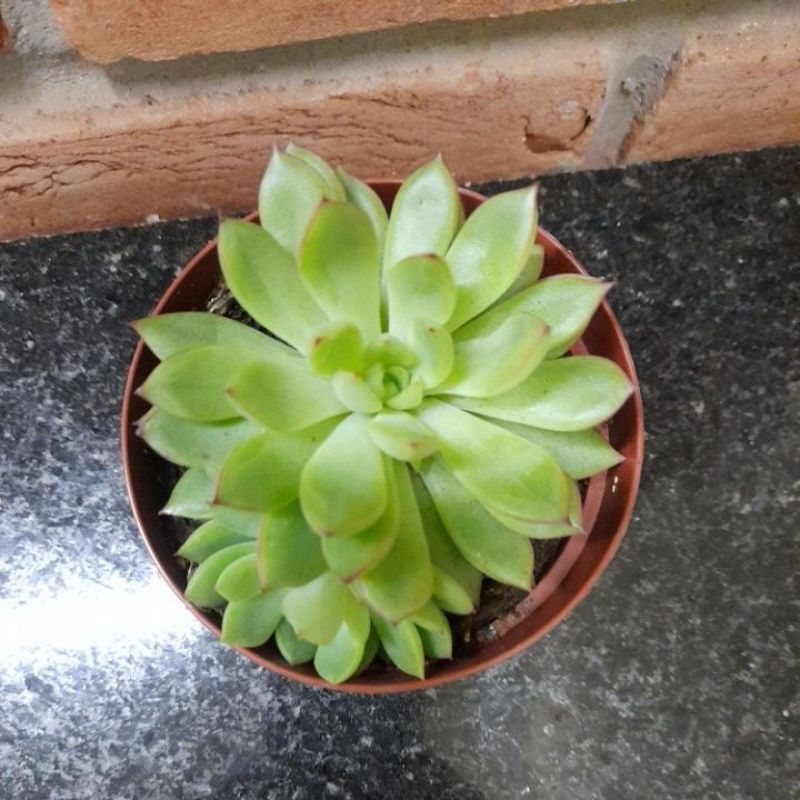 Echeveria Mebina pote 11 - Suculentas Holambra