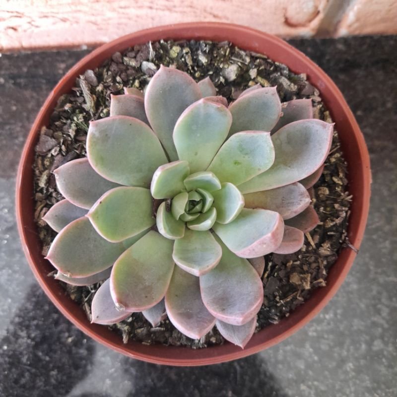 Echeveria Brisa Pote 11 - Suculentas Holambra