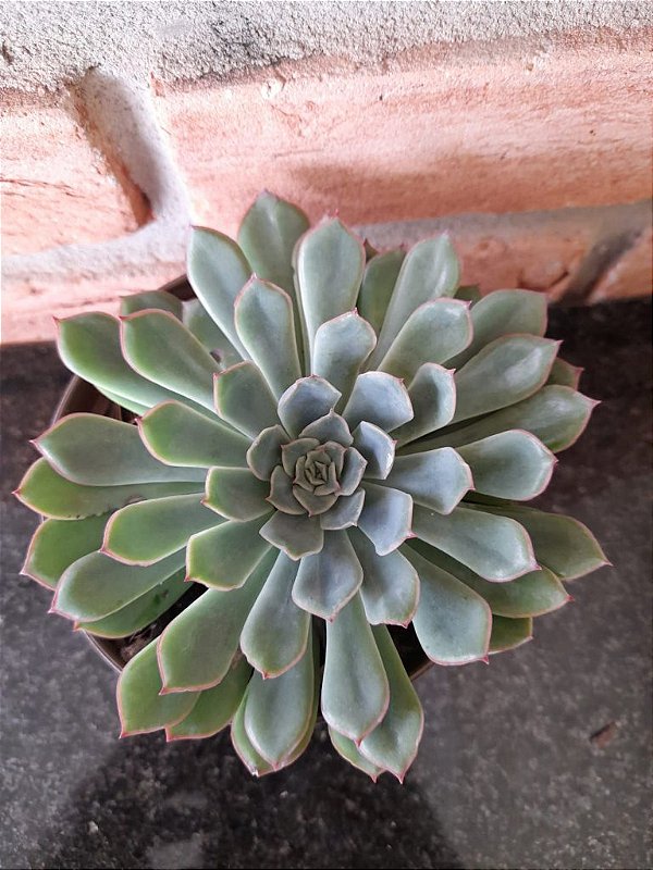 Echeveria Adorn Pote 11 - Suculentas Holambra