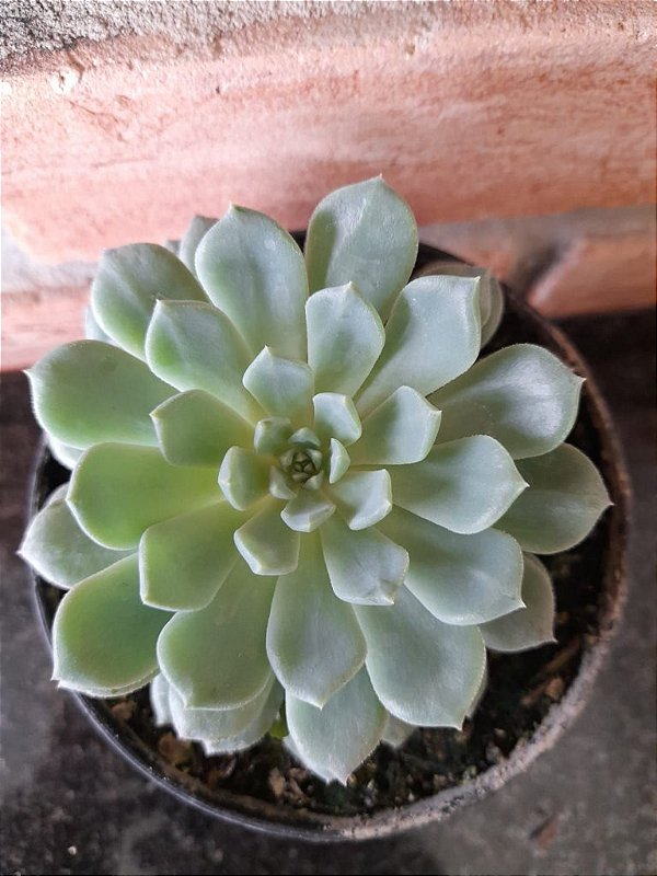 Echeveria Chrissy'n Ryan Pote 11 - Suculentas Holambra