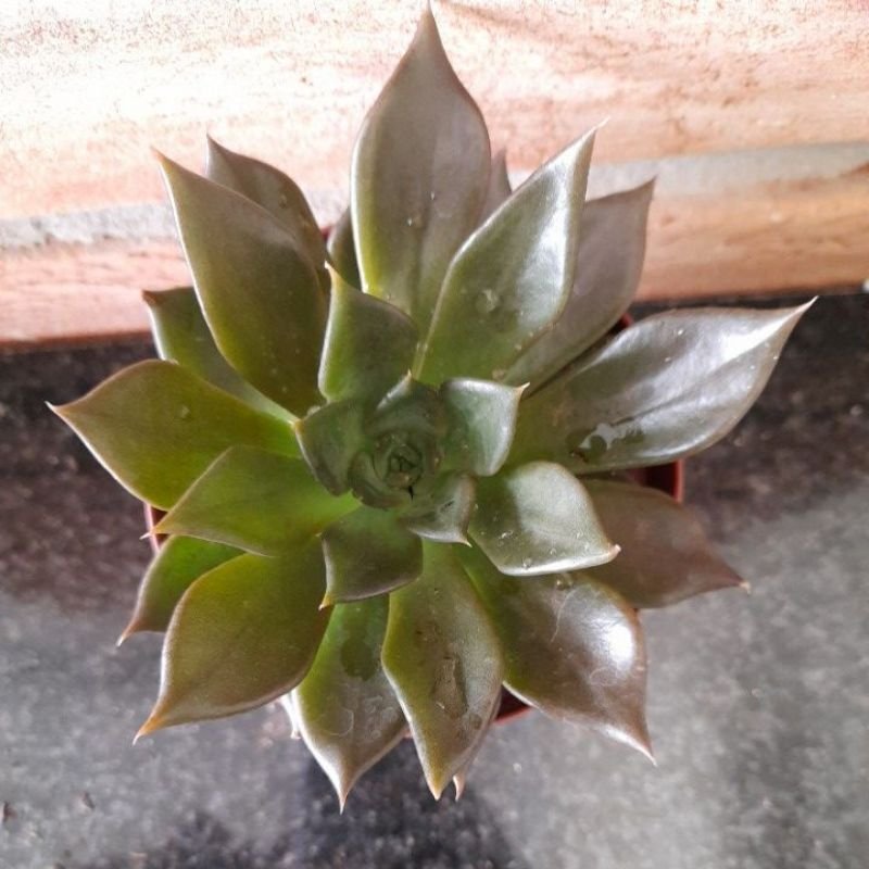 Echeveria Black Prince Pote 11 - Suculentas Holambra