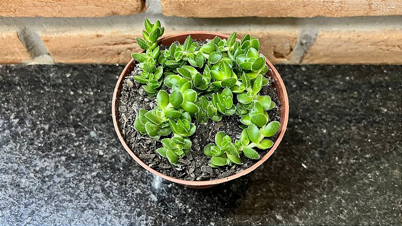 Crassula Lanuginosa Var. Pachystemon ‘david’ Pote 11 - Suculentas Holambra