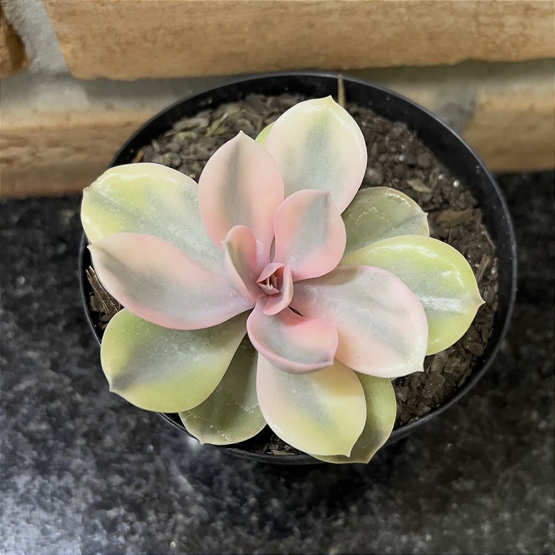 Echeveria Rainbow Pote 11 - Suculentas Holambra