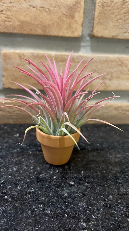Mini Bromélia Tillandsia Rosa (planta Do Ar) - Suculentas Holambra