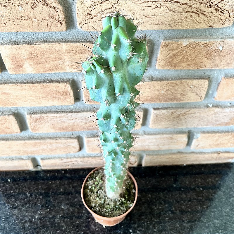 Cacto Cereus Peruvianus Monstrosus Pote 11 (monstro) - Suculentas Holambra