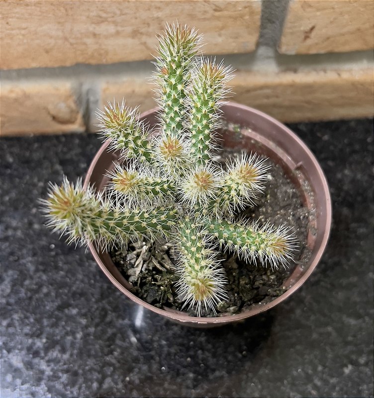 Cacto Rabo De Raposa Pote 9 - Suculentas Holambra