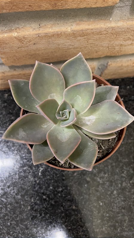 Echeveria Gisele pote 11 - Suculentas Holambra