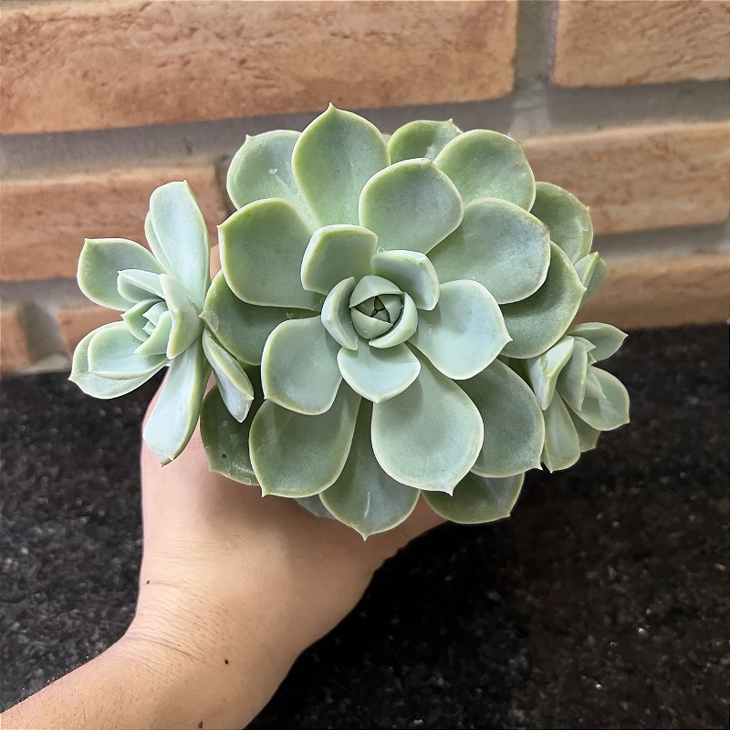 Echeveria Fantome Pote 11 - Suculentas Holambra