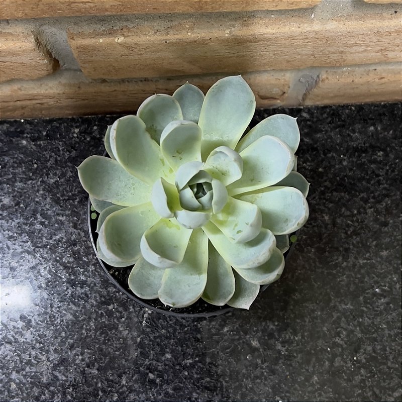 Echeveria Violet Queen Pote 11 - Suculentas Holambra