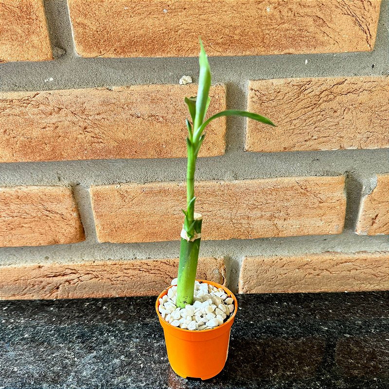 Bambu Da Sorte (lucky Bamboo) Pote 6 - Suculentas Holambra