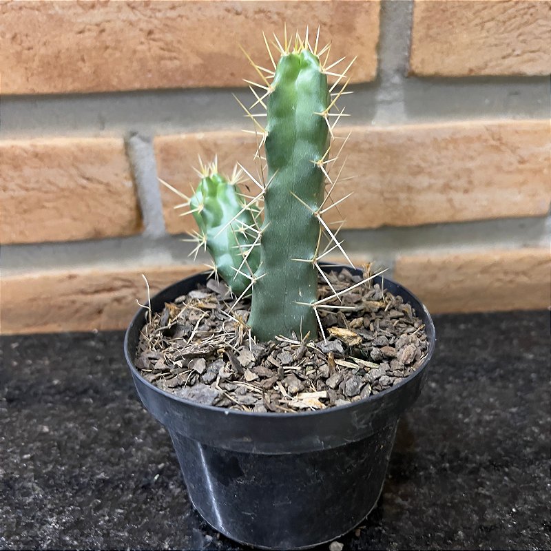 Cacto Rabo De Cão Pote 11 - Suculentas Holambra