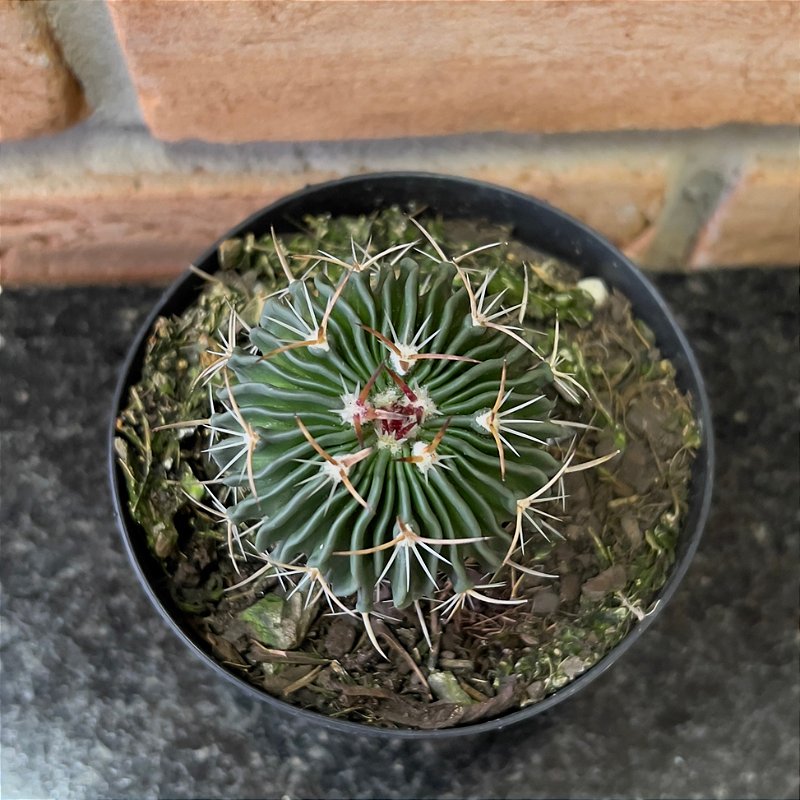 Stenocactus Lloydii Pote 9 - Suculentas Holambra