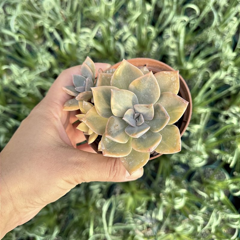 Echeveria Gisele Variegata - Pote 11 - Suculentas Holambra