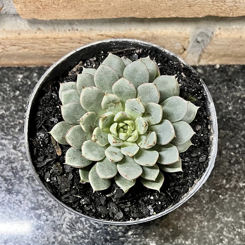 Echeveria Shamrock pote 11 - Suculentas Holambra