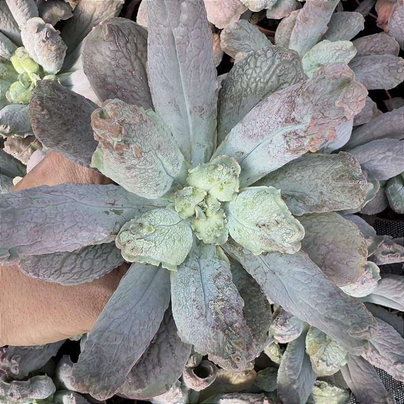 Echeveria Línguas Pote 11 - Suculentas Holambra