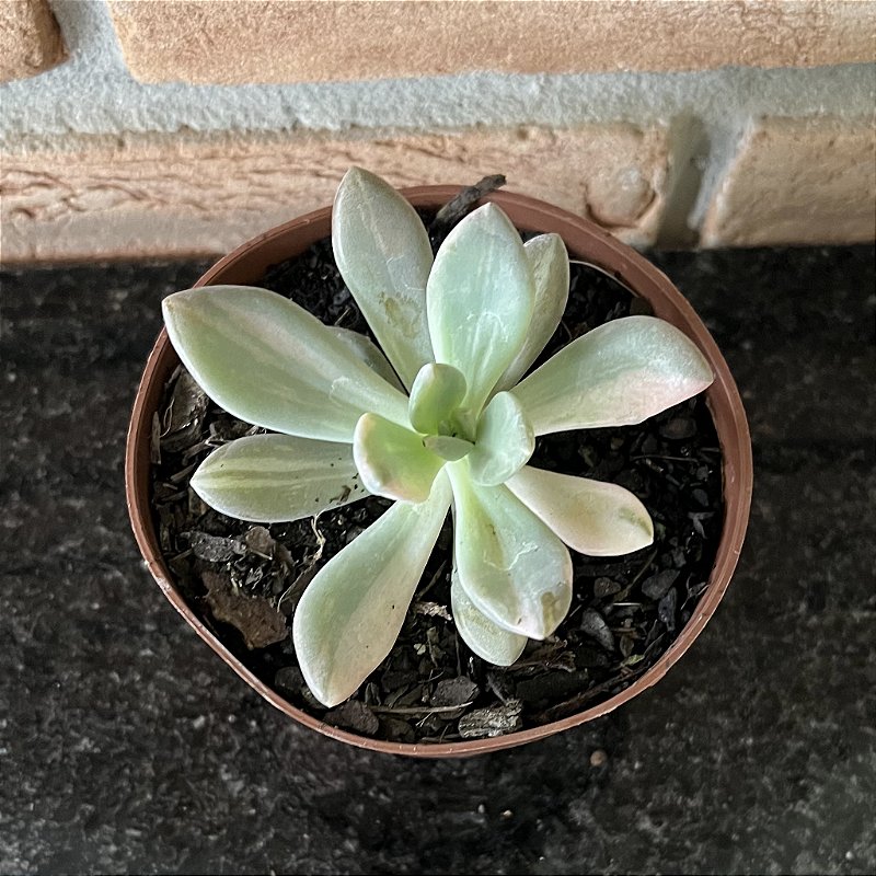 Echeveria Lavender variegata - pote 11 - Suculentas Holambra