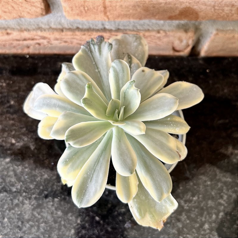Echeveria Japan Moon River Variegata Pote 11 - Suculentas Holambra