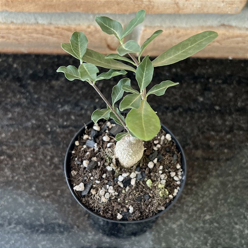 Fockea Edulis Pote 9 - Suculentas Holambra