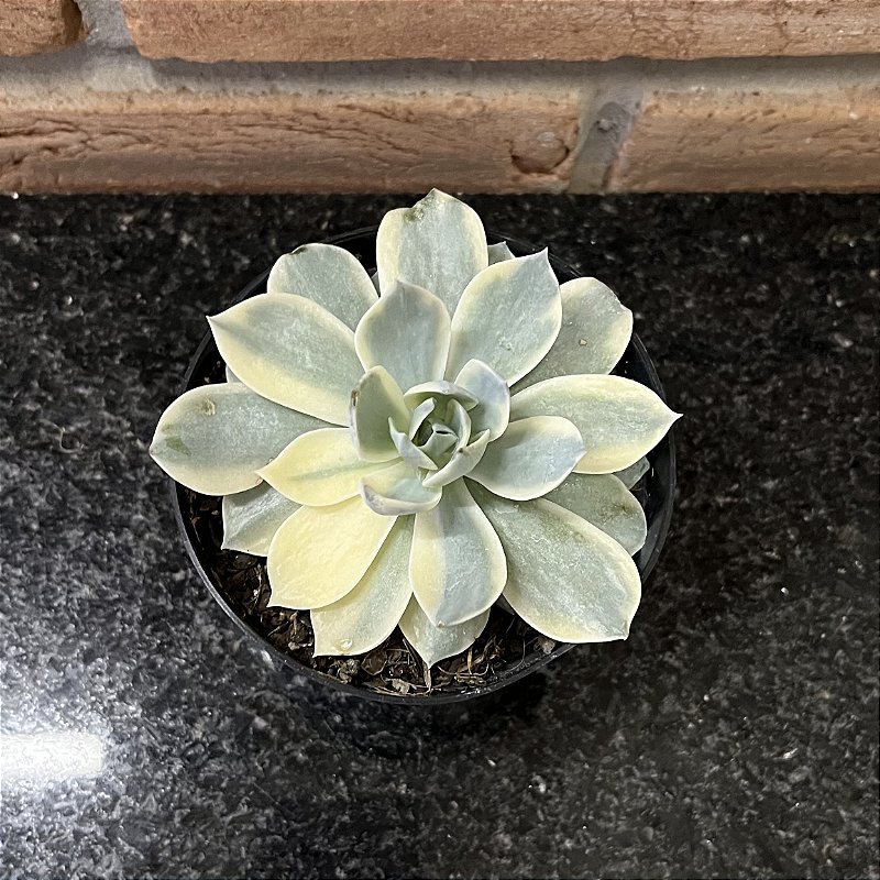 Echeveria Subsessilis Variegata Pote 11 - Suculentas Holambra