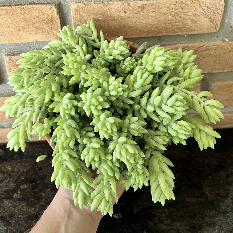 Sedum Morganianum (rabo De Burro/ Sedum Burrito) Cuia 18 - Suculentas ...