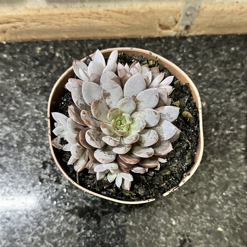 Echeveria Lulu Pote 11 - Suculentas Holambra