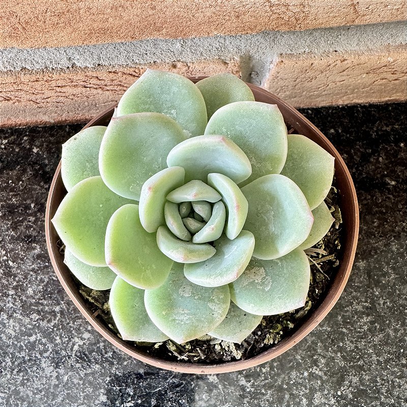 Echeveria Amabile Pote 11 - Suculentas Holambra