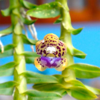 Orquidea Dichaea pêndula - Orquidário 4 Estações - Orquídeas e Flores ...