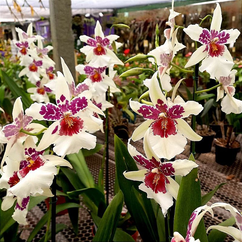Orquídea Beallara Tahoma Glacier - Orquidário 4 Estações - Orquídeas e ...