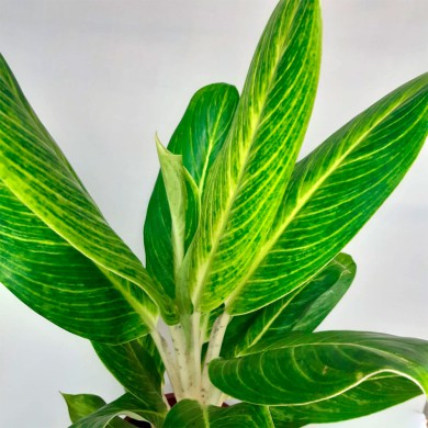 Aglaonema - Aglaonema spp - Orquidário 4 Estações - Orquídeas e Flores ...