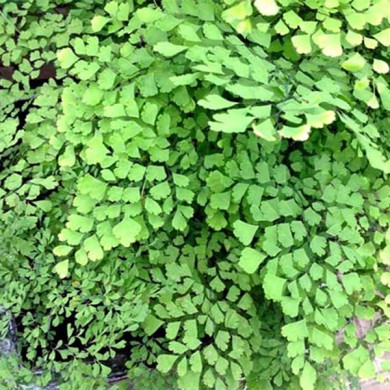 Avenca - Adiantum capillus-veneris - Orquidário 4 Estações - Orquídeas ...