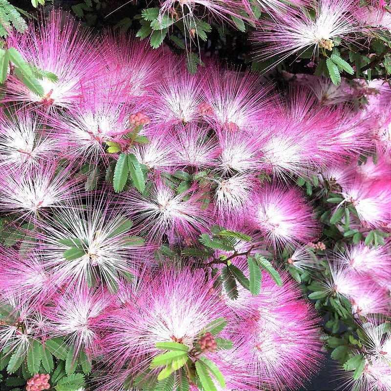Caliandra rosa - Orquidário 4 Estações - Orquídeas e Flores Ornamentais
