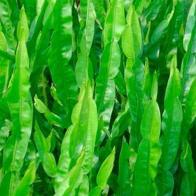 Carqueja - Baccharis trimera - Orquidário 4 Estações - Orquídeas e ...