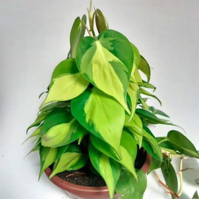 Filodendro Brasil - Philodendron hederaceum - Orquidário 4 Estações ...