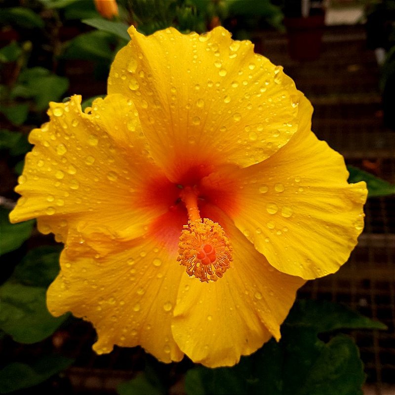 Hibisco Amarelo - Orquidário 4 Estações - Orquídeas e Flores Ornamentais