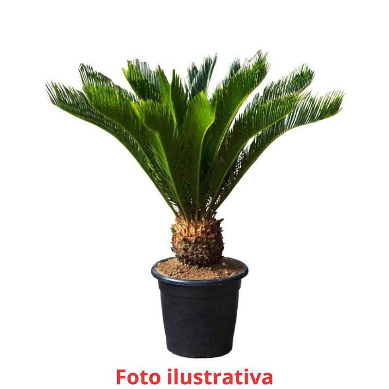 Palmeira Cica - Cycas revoluta - Orquidário 4 Estações - Orquídeas e ...