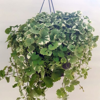 Nepeta Variegata - Orquidário 4 Estações - Orquídeas e Flores Ornamentais