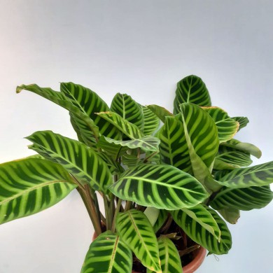 Planta Zebra - Calathea Zebrina - Orquidário 4 Estações - Orquídeas e ...