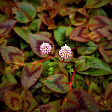 Polygonum capitatum - Tapete inglês - Orquidário 4 Estações - Orquídeas ...