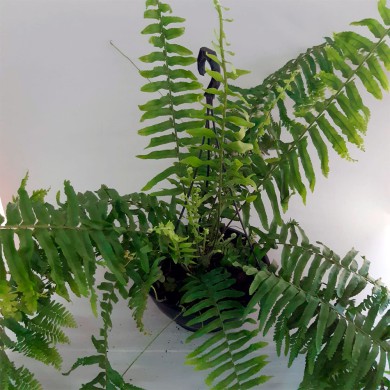 Samambaia Francesa - Nephrolepis exaltata - Orquidário 4 Estações ...