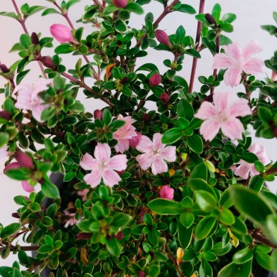 Serissa - Serissa foetida - Orquidário 4 Estações - Orquídeas e Flores ...