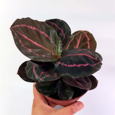 Maranta Rubi - Calathea sp - Orquidário 4 Estações - Orquídeas e Flores ...