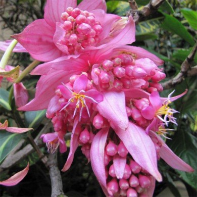 Medinila - Medinilla magnifica - Orquidário 4 Estações - Orquídeas e ...