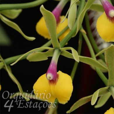 Orquídea Epicattleya Rene Marques "Tyler" - NBS - Orquidário 4 Estações ...