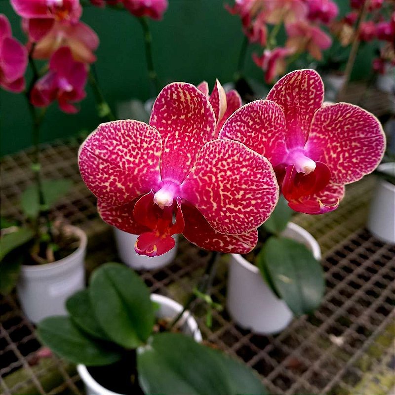 Orquídea Phalaenopsis Vermelha Mesclada - Orquidário 4 Estações ...