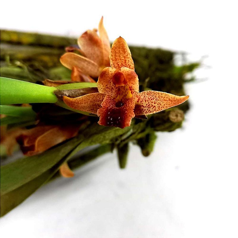 Orquídea Maxillaria madida - Orquidário 4 Estações - Orquídeas e Flores ...